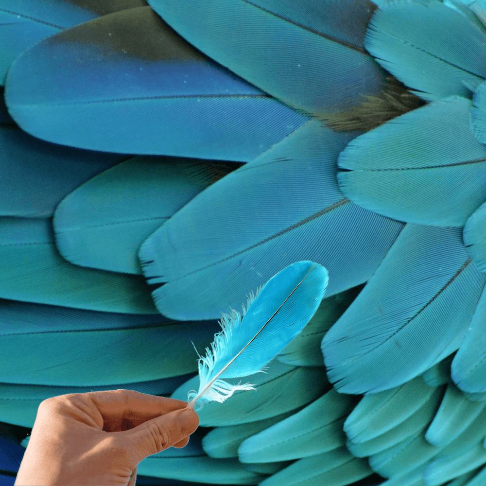 Molting Parrot Care – Essential Tips for Healthy Feathers