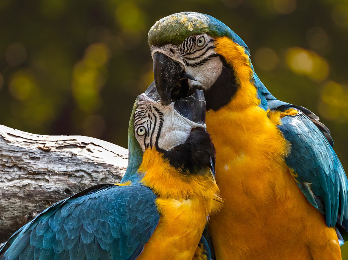 The Parrot Hierarchy of Needs | BirdSupplies.com