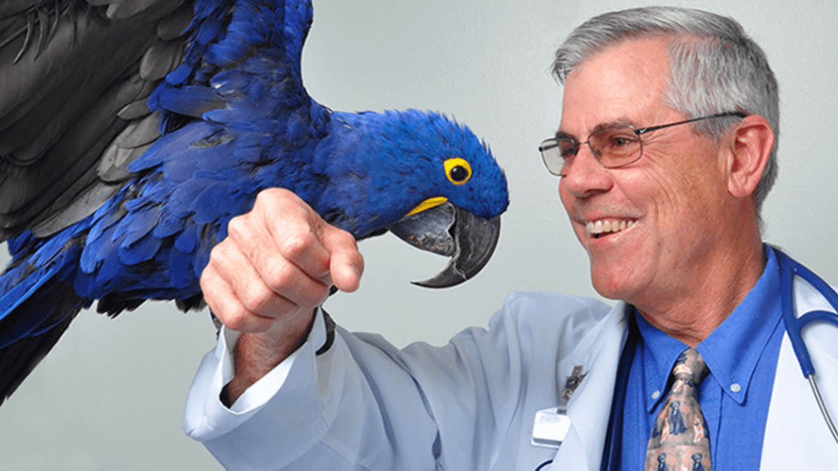 7 Parrot Eye Problems and What to Do About Them