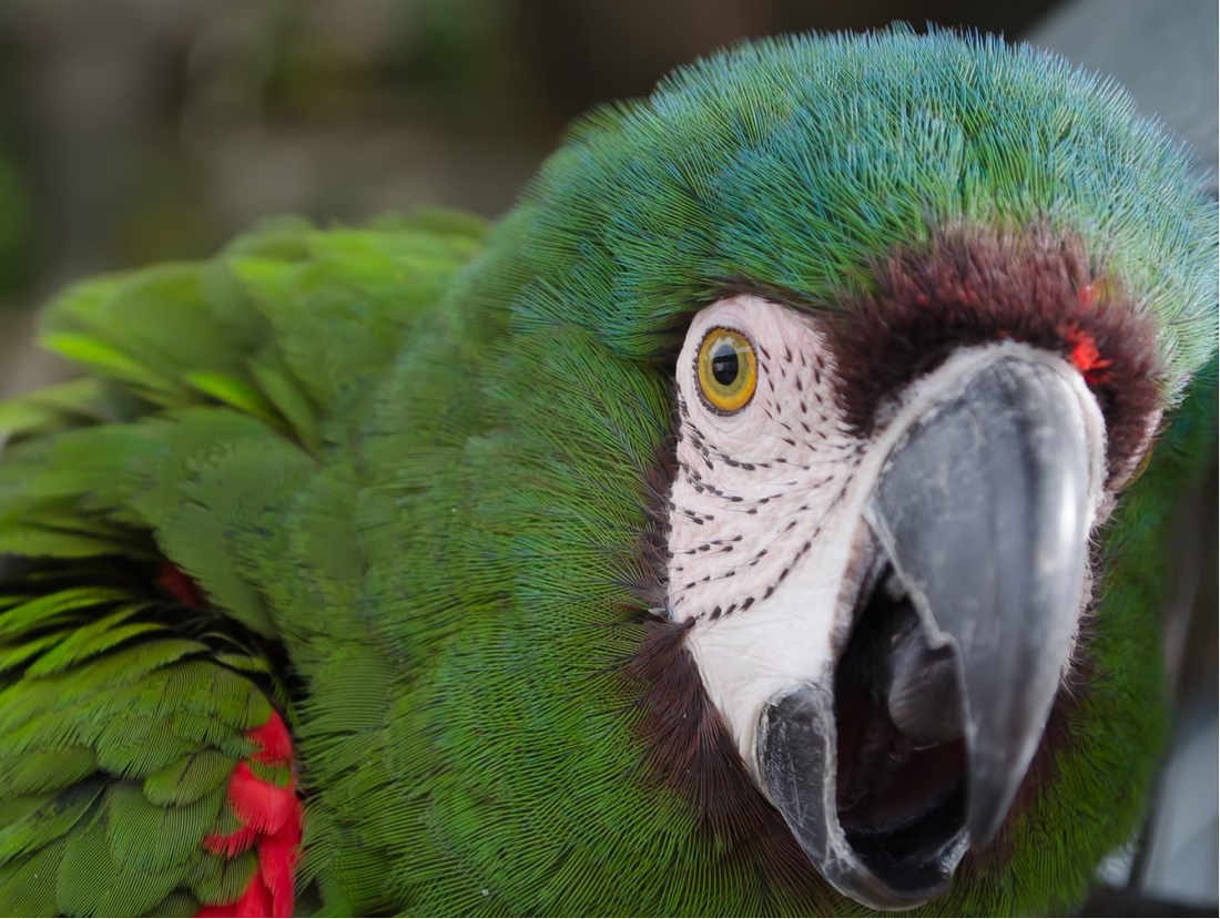The Ultimate Guide to Safe, Natural Bird Calming Supplements