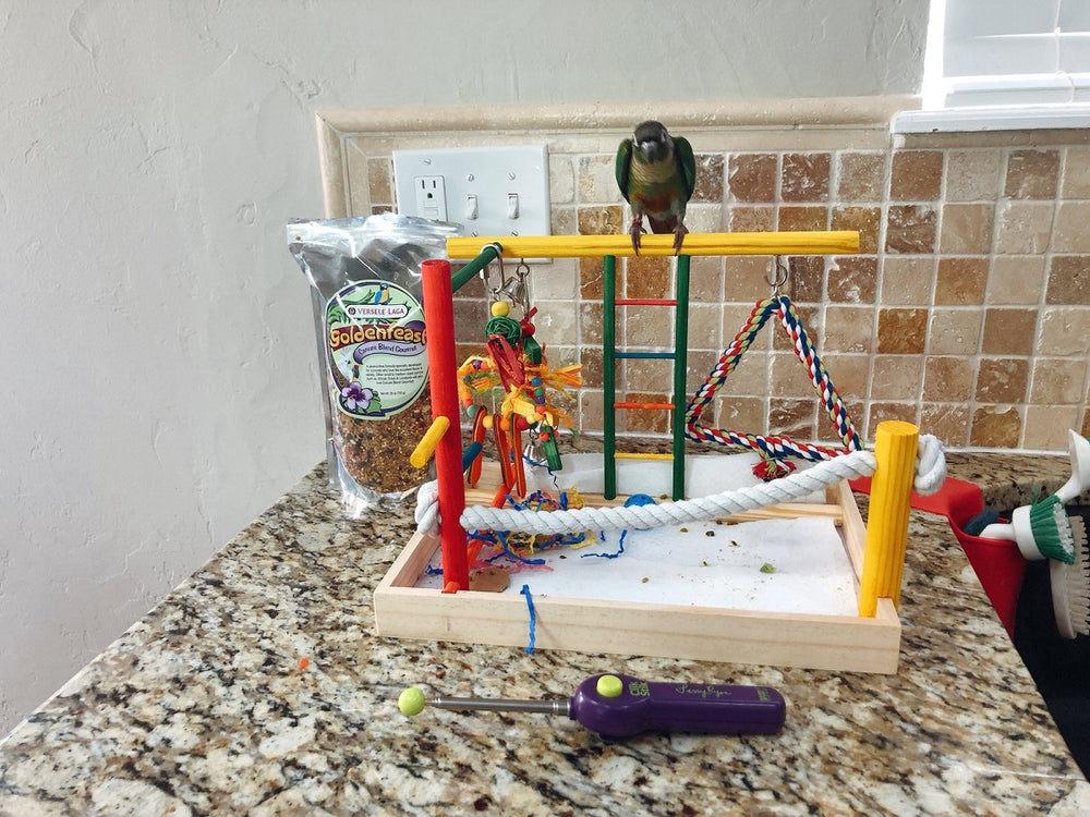 6 Reasons I Love Clicker Training For Birds - BirdSupplies