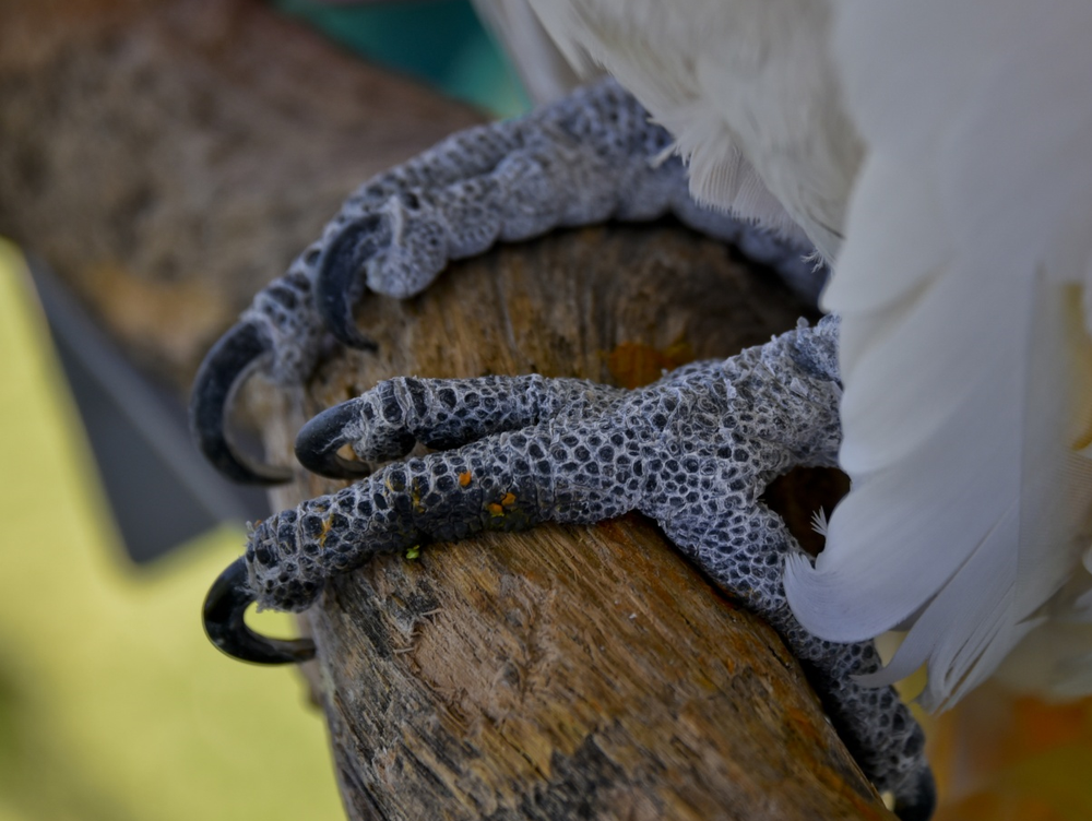 Why Is My Bird Biting It's Feet? | BirdSupplies.com