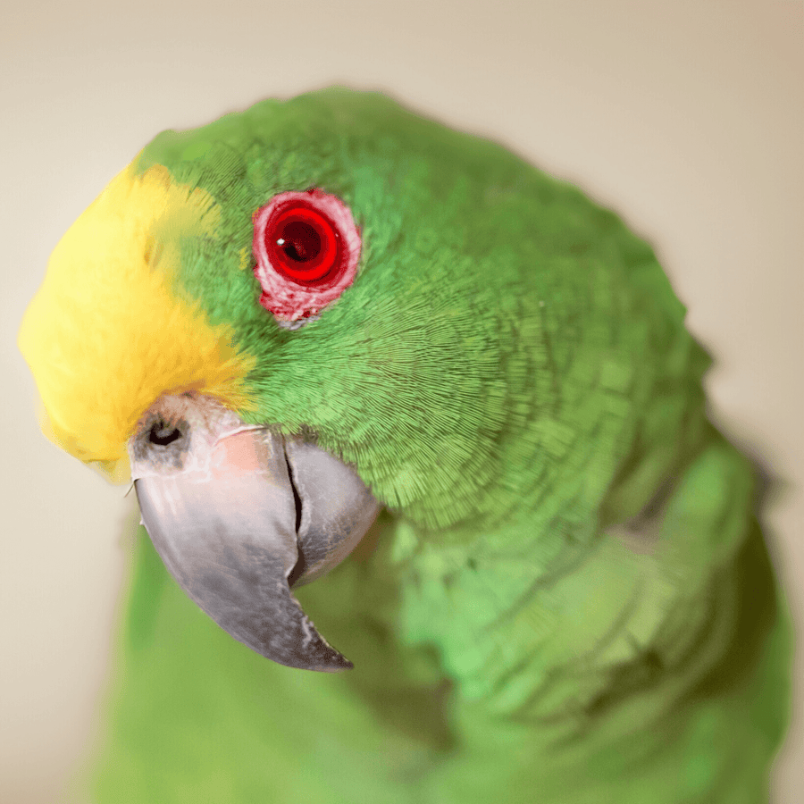 A Closer Look at Bird Eye Infections and How to Treat Them