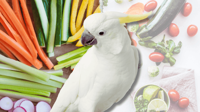 Delicious Rainbow Bird Chop Recipe for Your Feathered Friend