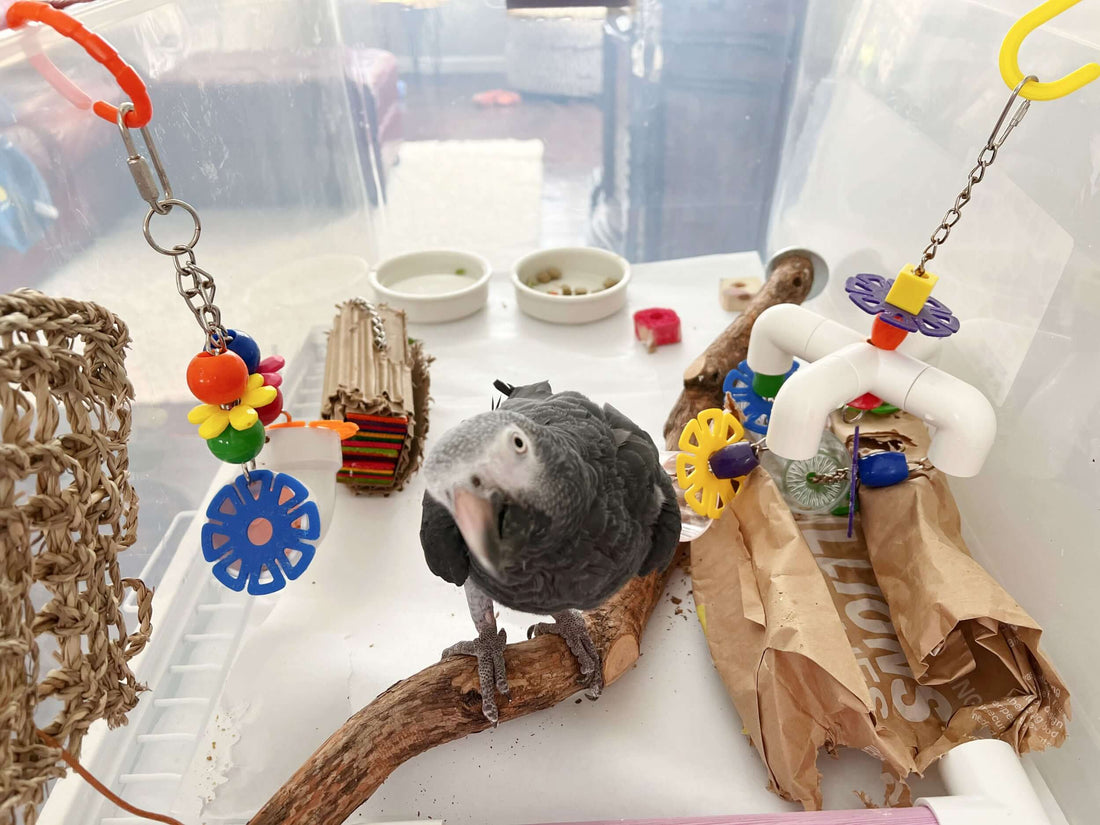 11 Signs You Have a Sick Bird and What to Do Right Away