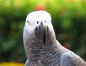 The Ultimate Guide To Bird Full Spectrum Lights