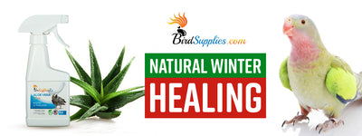 How to Mist a Bird - An Essential Part of Parrot Husbandry ...