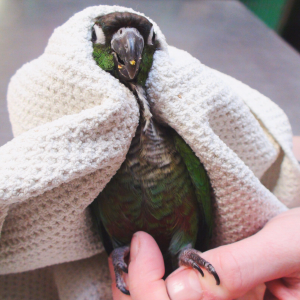 What to Do About A Broken Blood Feather - BirdSupplies