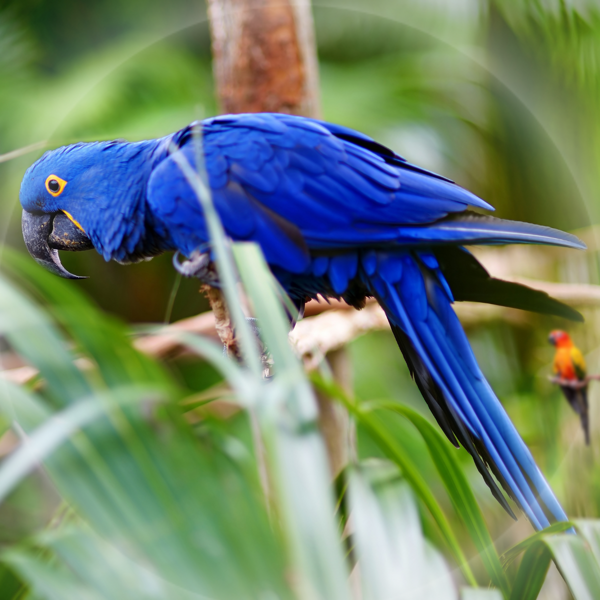 Are Your Birds Missing Out on Full-Spectrum Light?