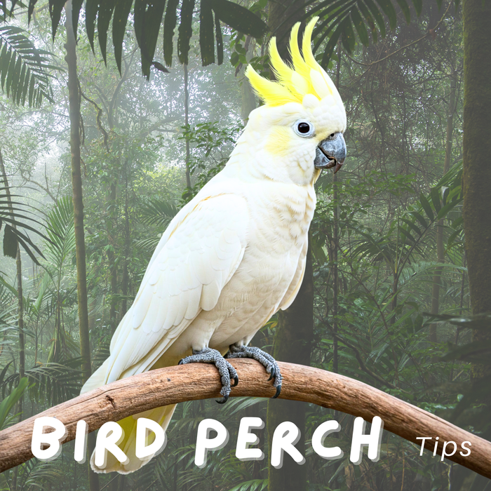 Bird Perch Tips: Keep Your Parrot’s Feet Happy