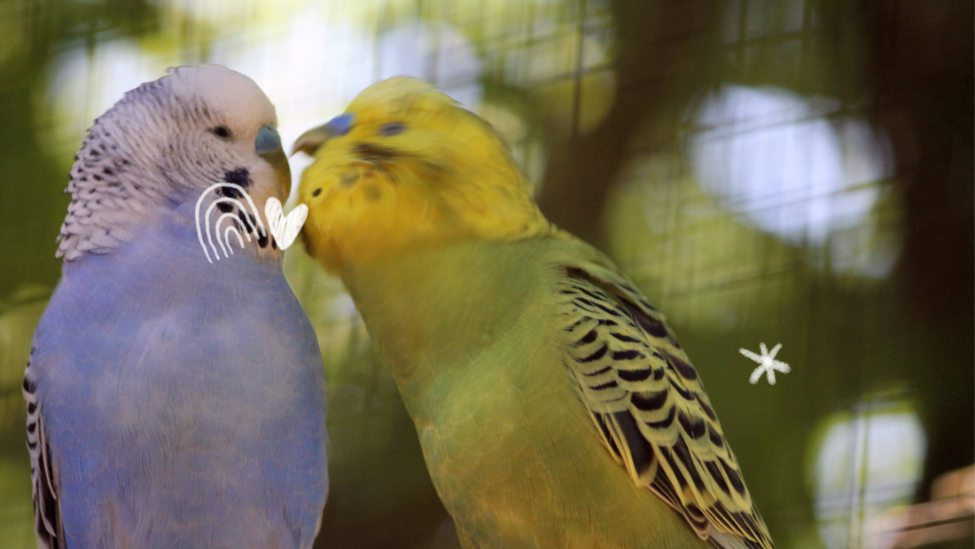 Do Birds Mourn? How You Can Help Your Grieving Bird Recover