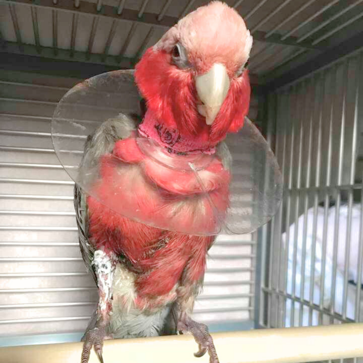 Treatment Options for Bird Self Mutilation - BirdSupplies