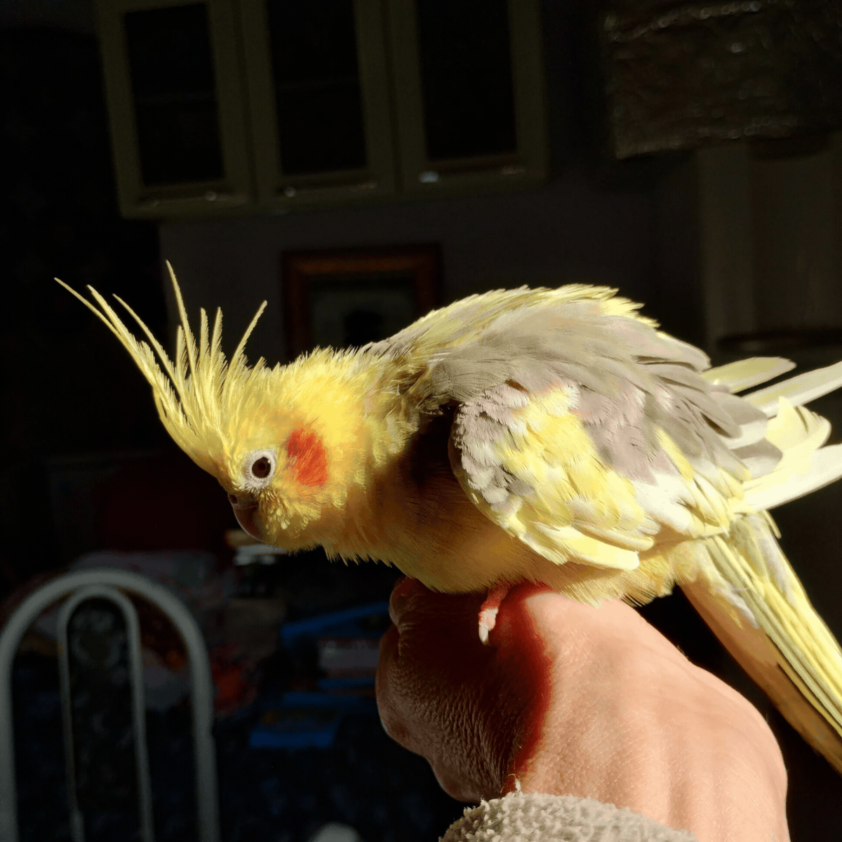 Caring for Your Pet Cockatiel: A Complete Guide
