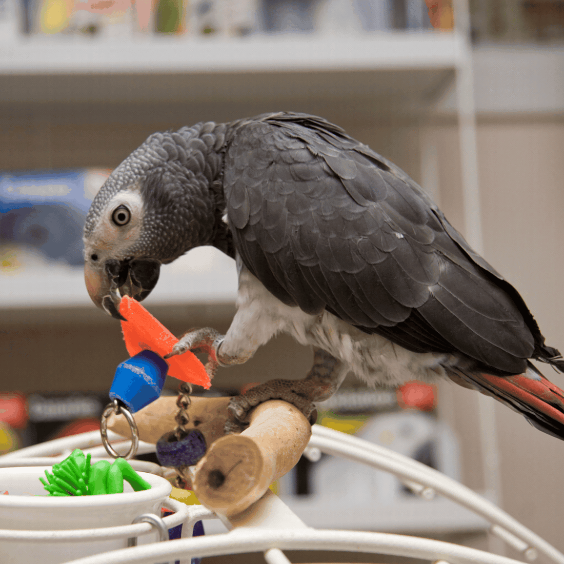 DIY Bird Toys: 10 Safe Foraging Ideas Your Bird Will Love!