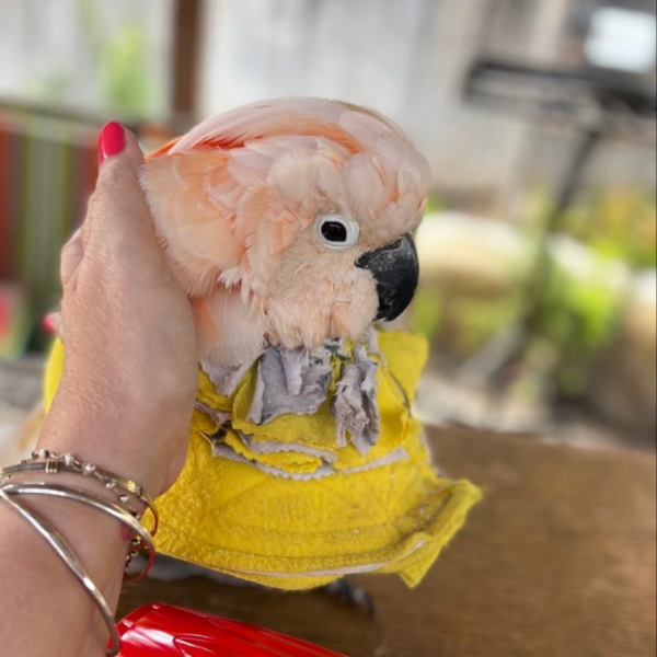 Why Birds Pick Their Feathers: Medical Insights