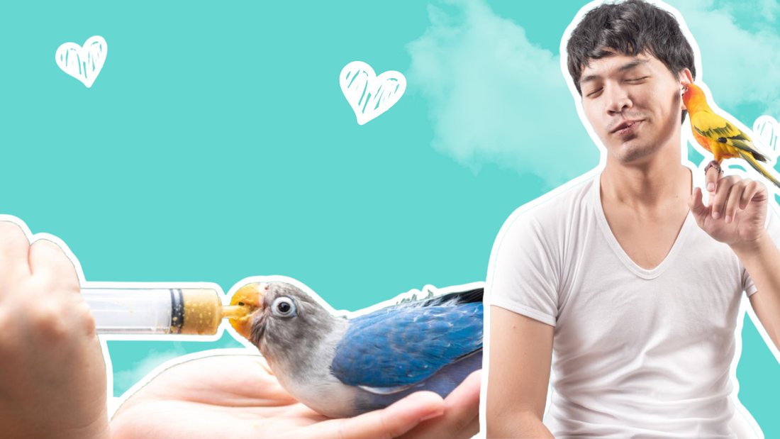 Caring for Your Sick Bird: Essential Feeding Tips