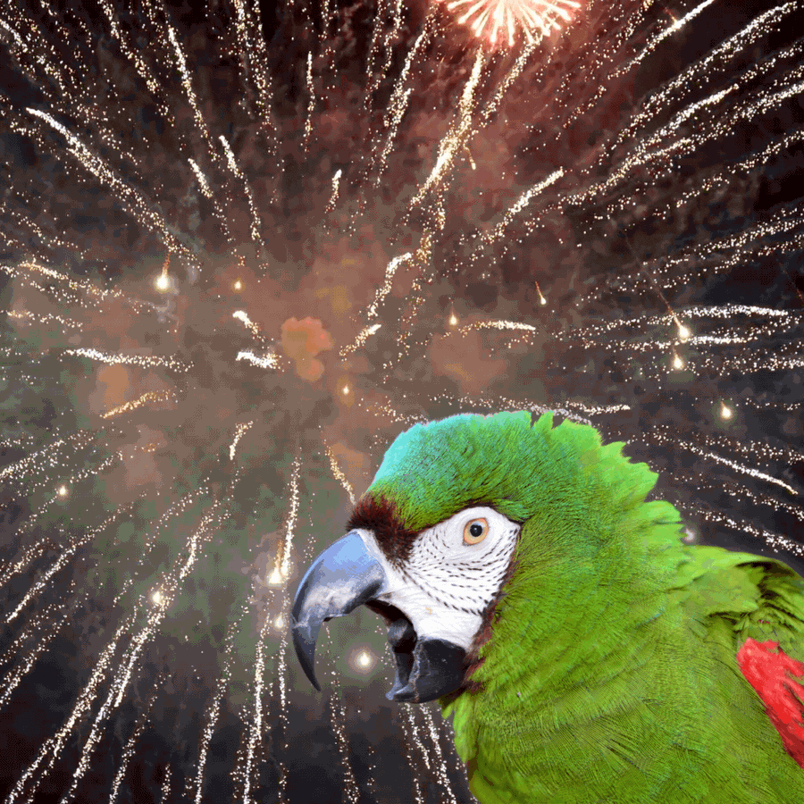 5 Ways to Comfort Your Bird During Fireworks