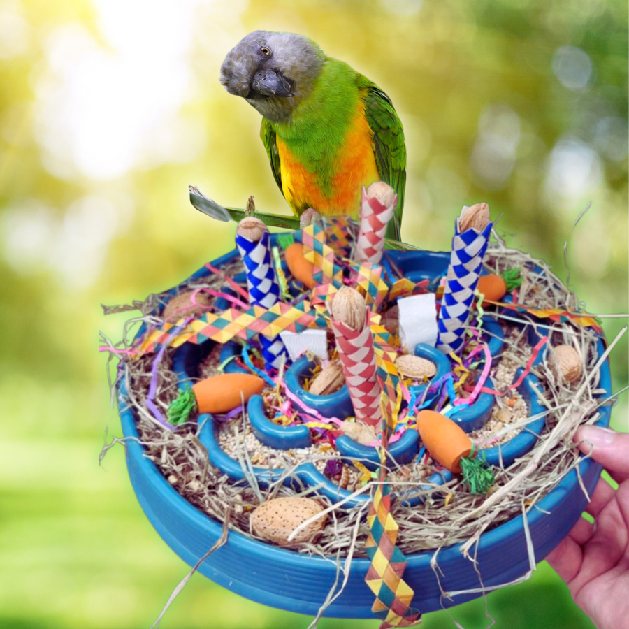 6 Bird Enrichment Tips to Keep Your Feathered Friend Happy