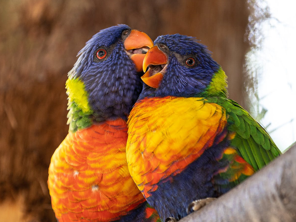 parakeet mating call