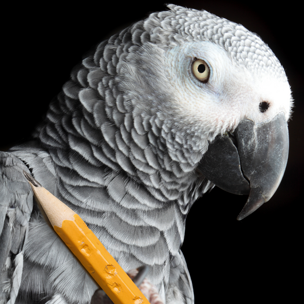 Your Guide to Finding the Perfect Bird Pet Sitter