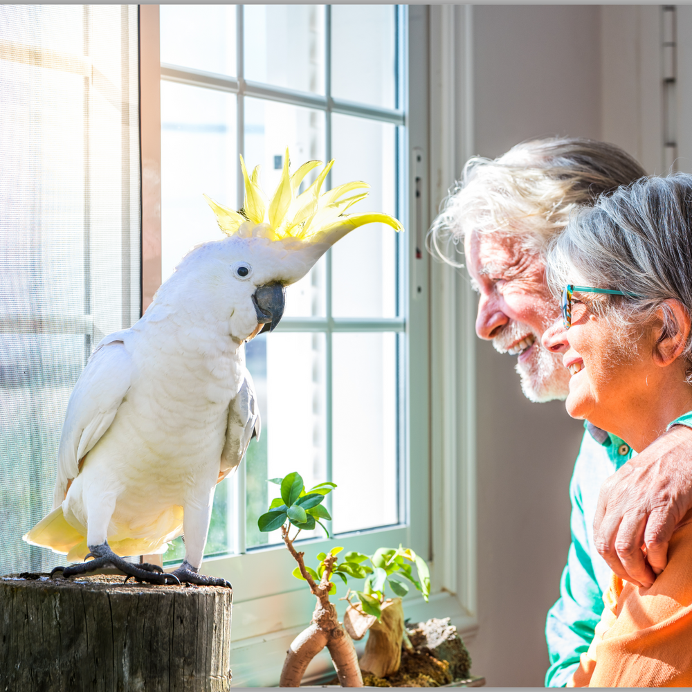 How Long Do Parrots Live? Parrot Lifespan and Care Tips