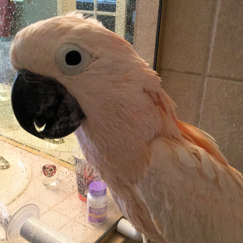 How To Give A Parrot A Bath | BirdSupplies.com