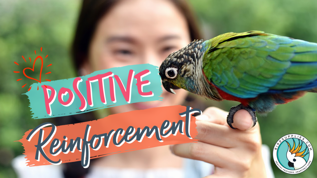 Successful Bird Training using Positive Reinforcement