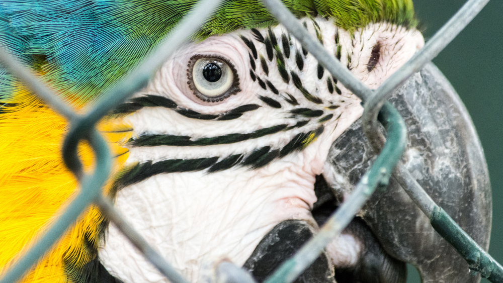 Rescue Parrots: Why They Make Great Pets | BirdSupplies.com