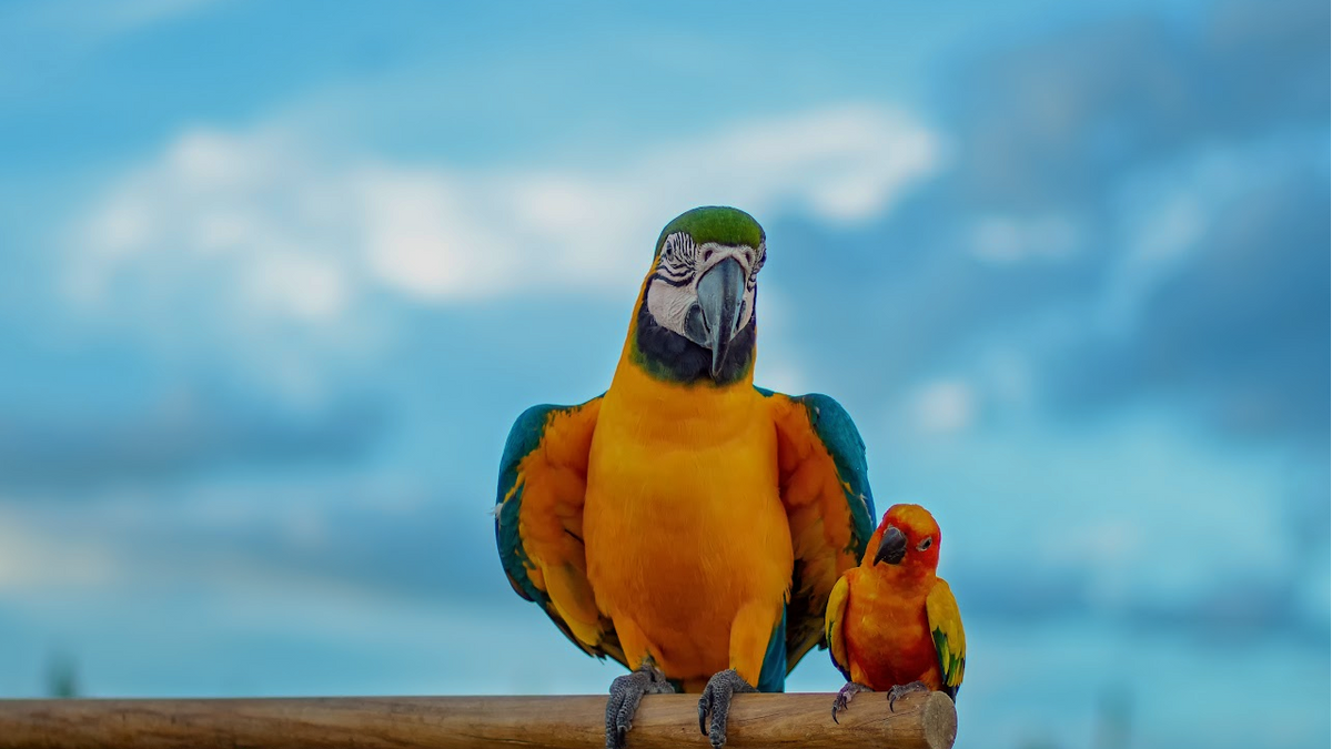 Training Your Bird To Stay Put or Station - BirdSupplies