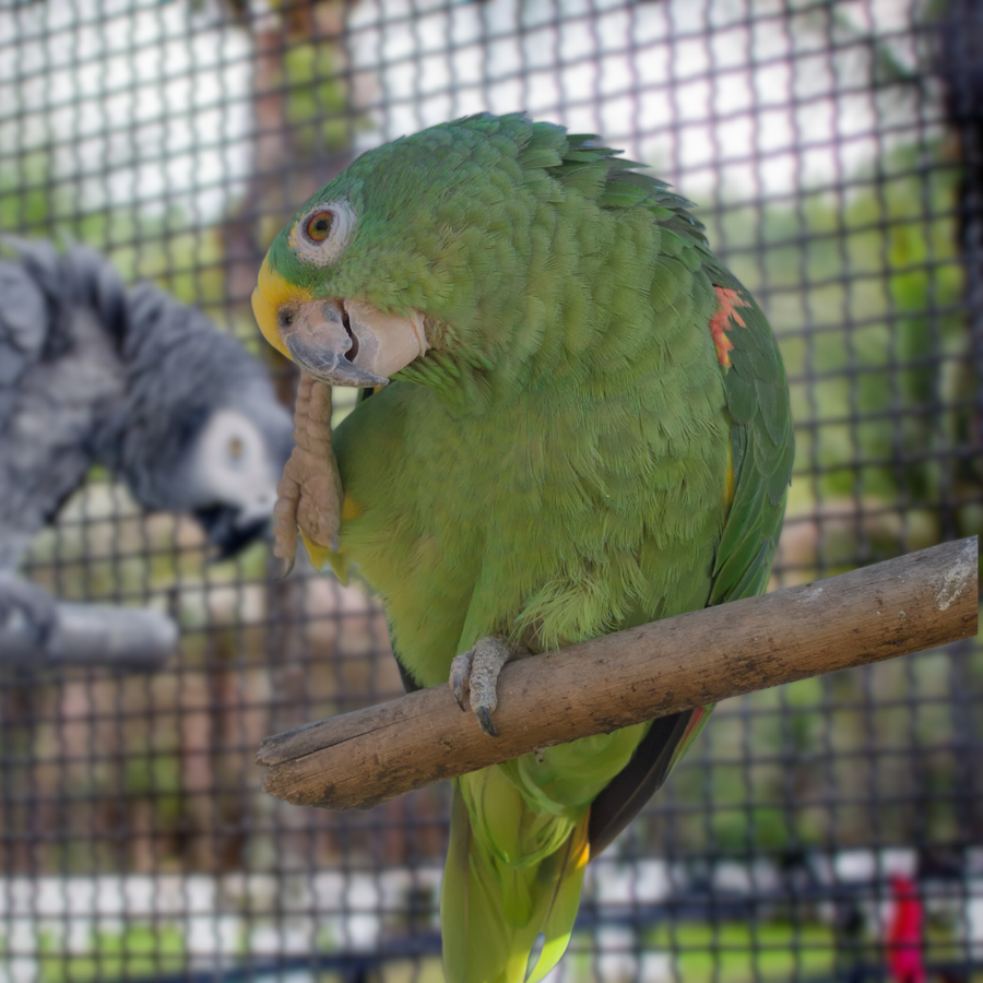 Why is My Bird Scratching? 7 Common Causes Explained