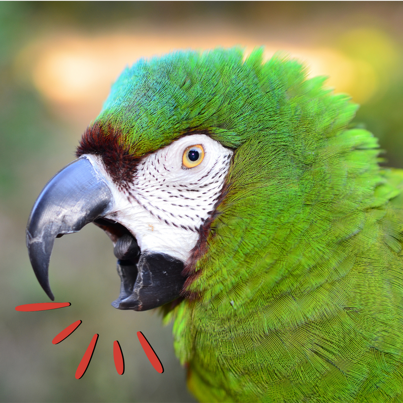 Your Ultimate Guide To Stop Bird Screaming
