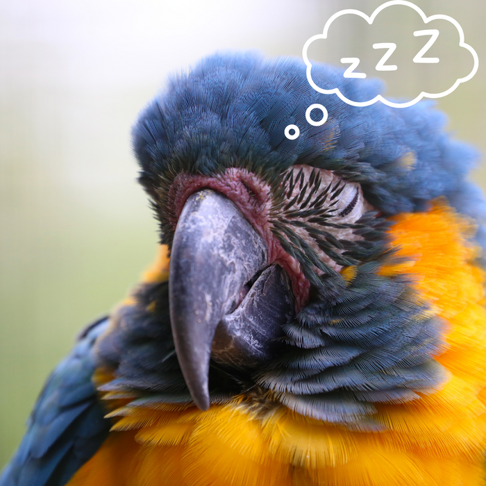 6 Products To Help Your Bird Get The Sleep It Needs