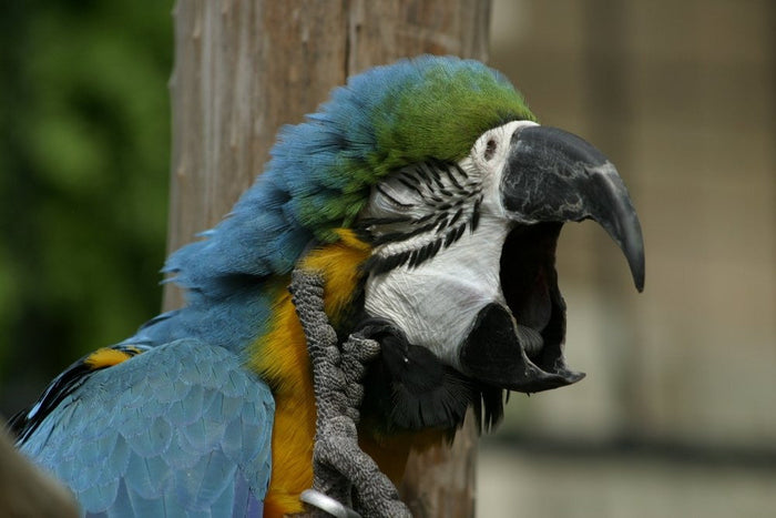 5 Causes of Bird Breathing Problems & How To Help Your Bird