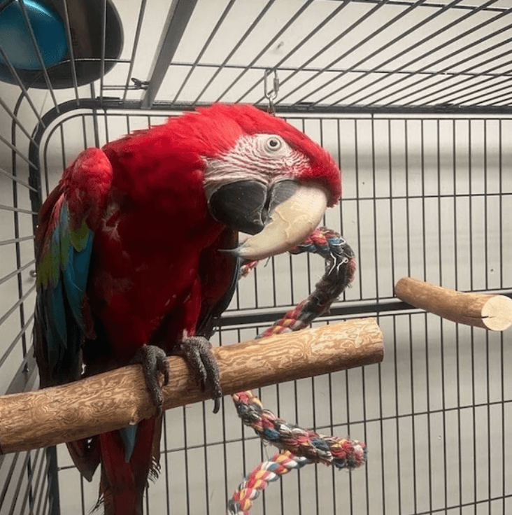 How to Make DIY Bird Perches That Are Safe and Fun