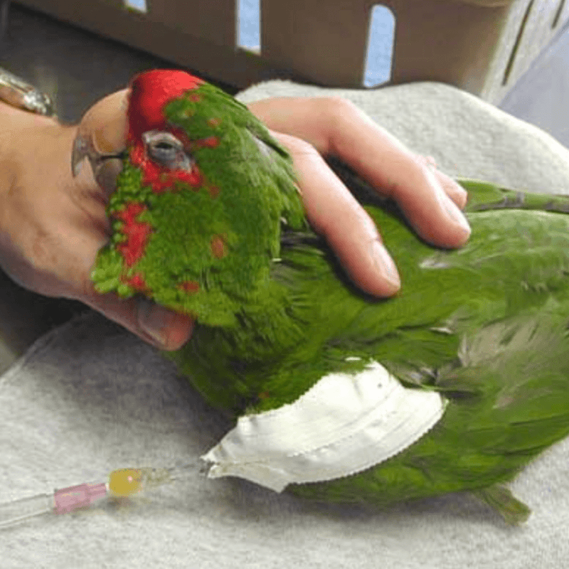 Pet Bird & Parrot Injury Care When You Can't Find a Vet
