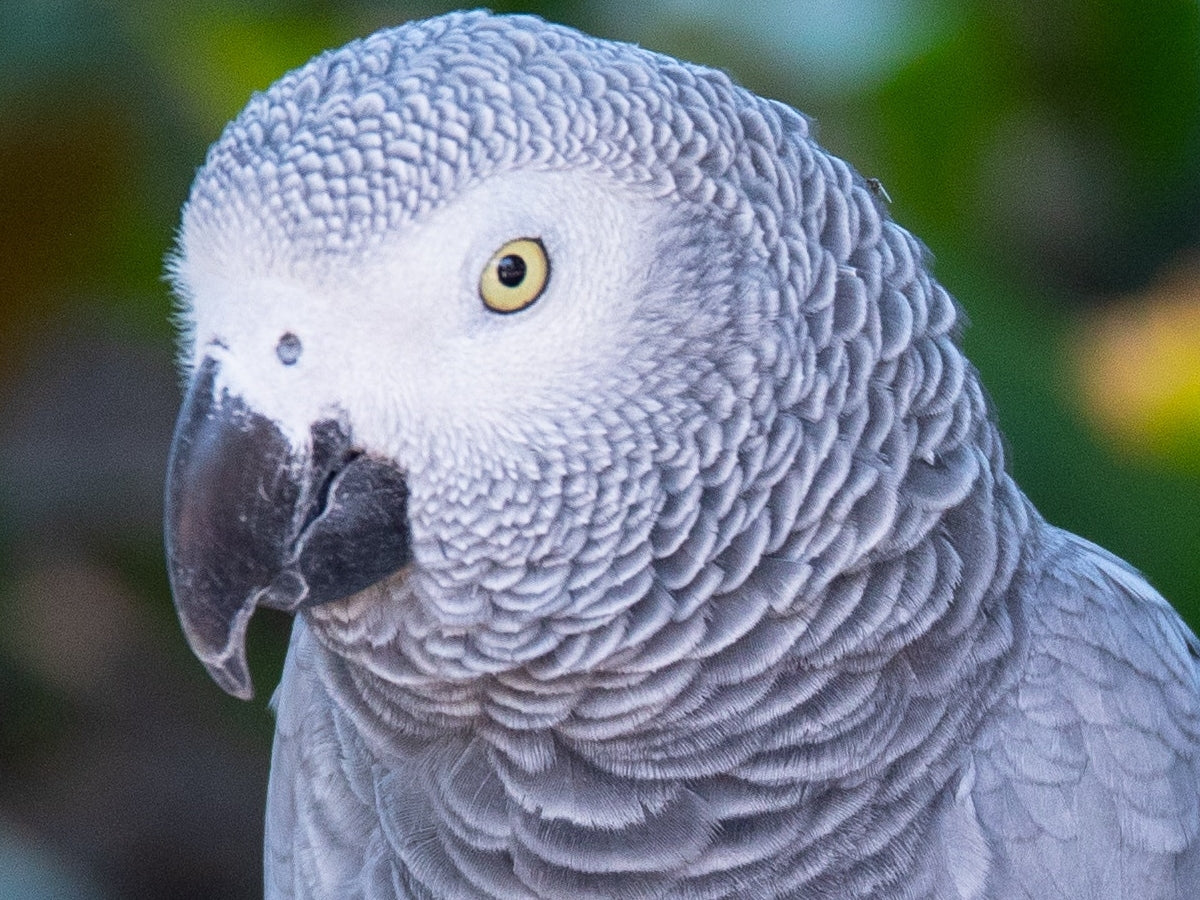 Blue African Grey