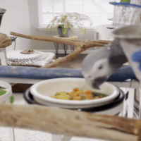 How to Make Healthy Bird Chop Your Parrot Will Actually Eat