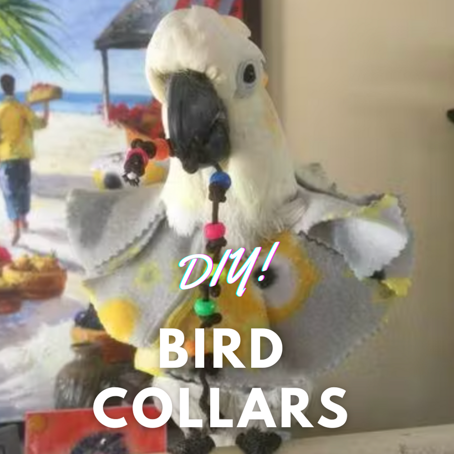 Feather Plucking Help: Expert Bird Care & Nutraceuticals