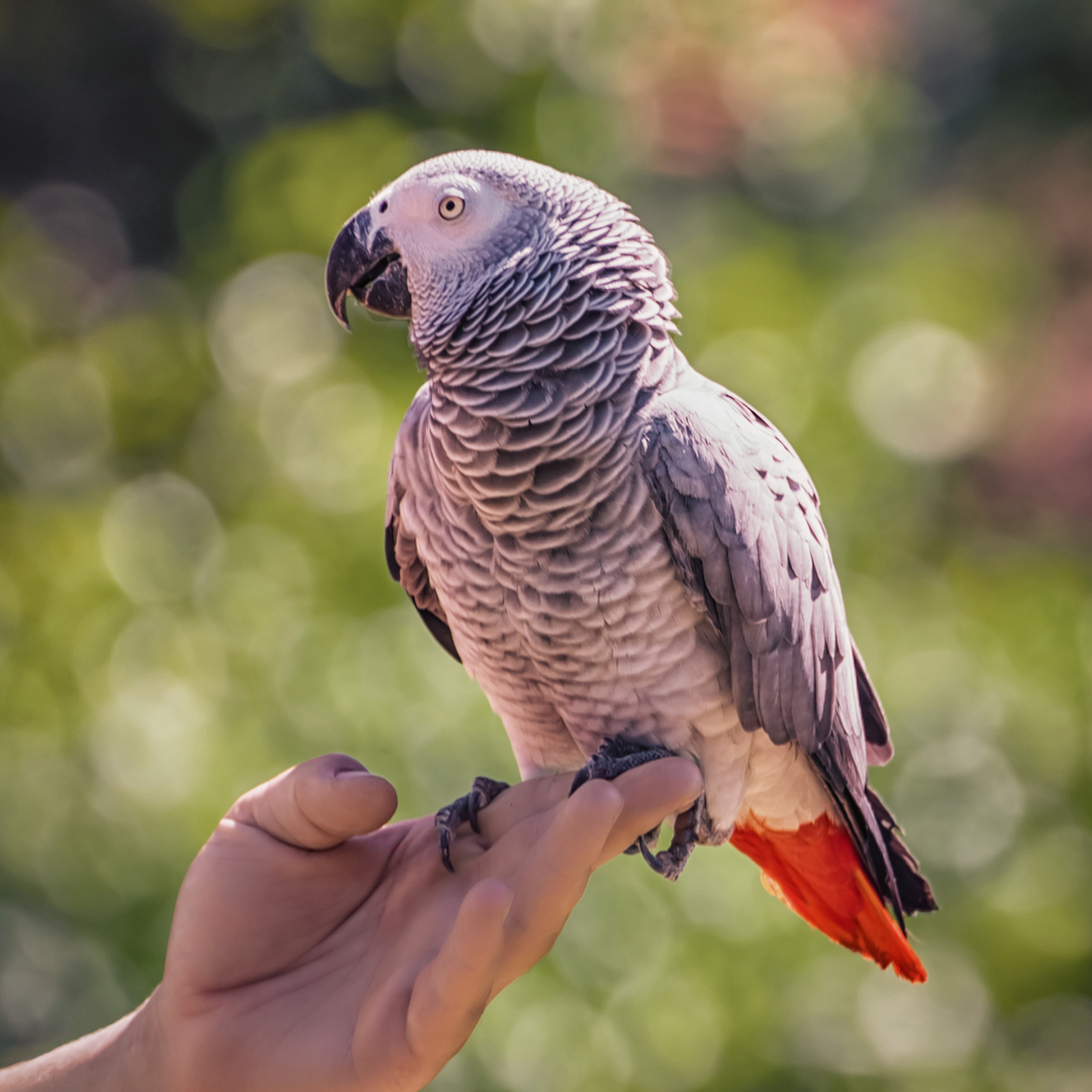 Buy Best Featherbrite Full Spectrum Light for Birds