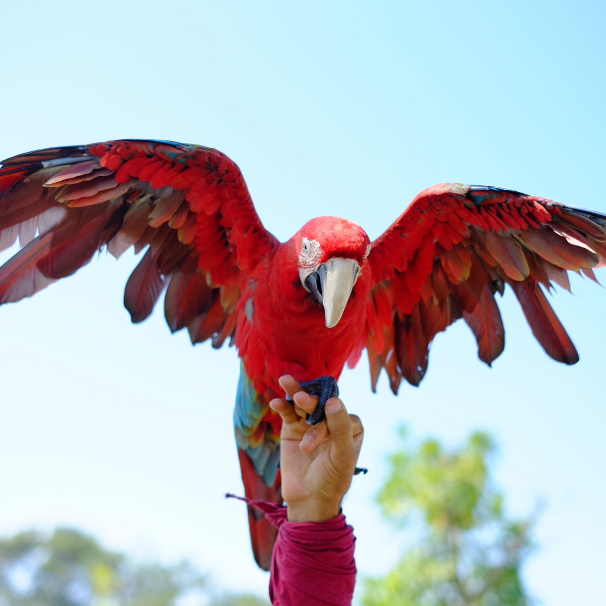 Capital Universal Full Spectrum Light for Birds by Featherbrite