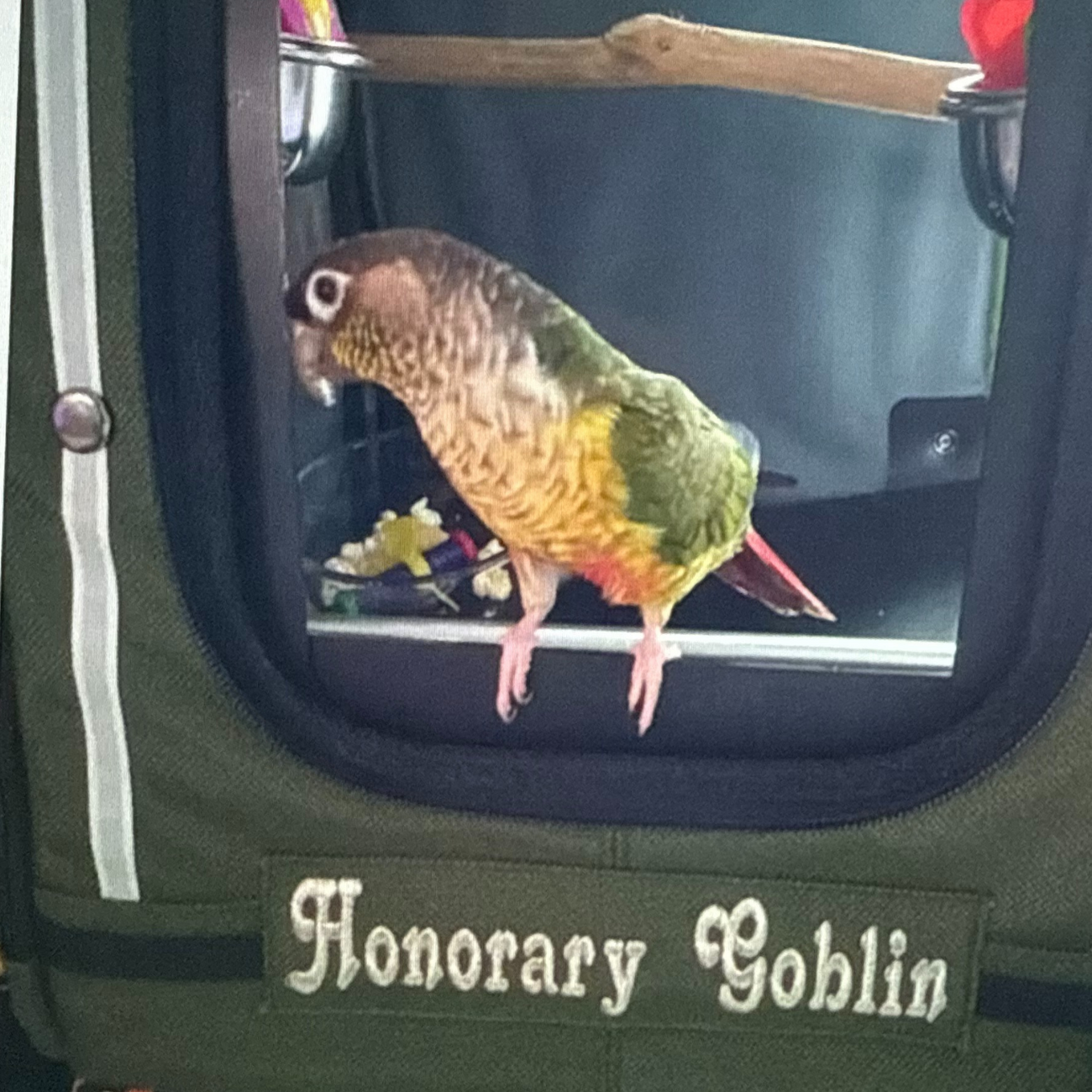 Bird Backpack Carrier - Pak-O-Bird Travel Companion