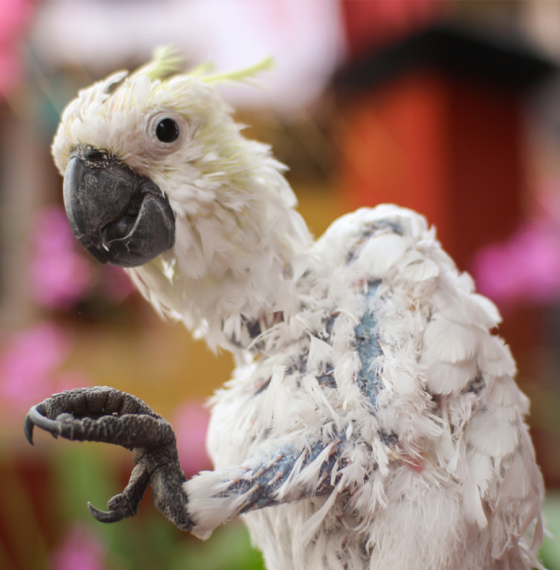 Feather Plucking Hub - BirdSupplies