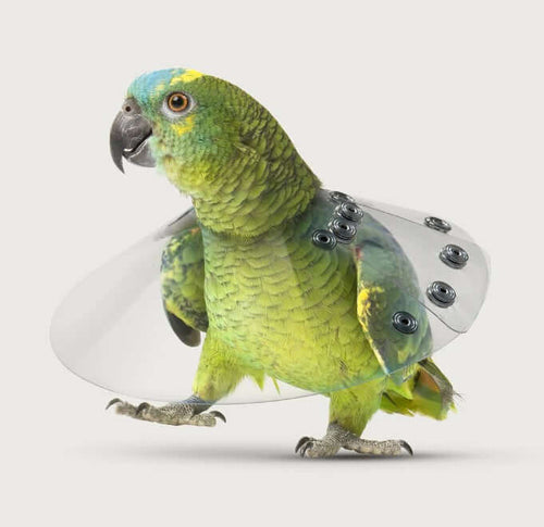 Bird Collar for Plucking & Wounds | Fast Shipping USA