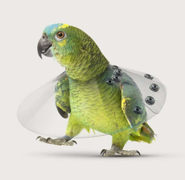 Saf-T Shield Stiff Bird Collar For Severe Feather Plucking Birds ...