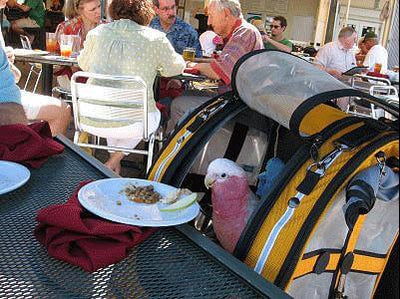 Bird Backpack Carrier - Pak-O-Bird Travel Companion