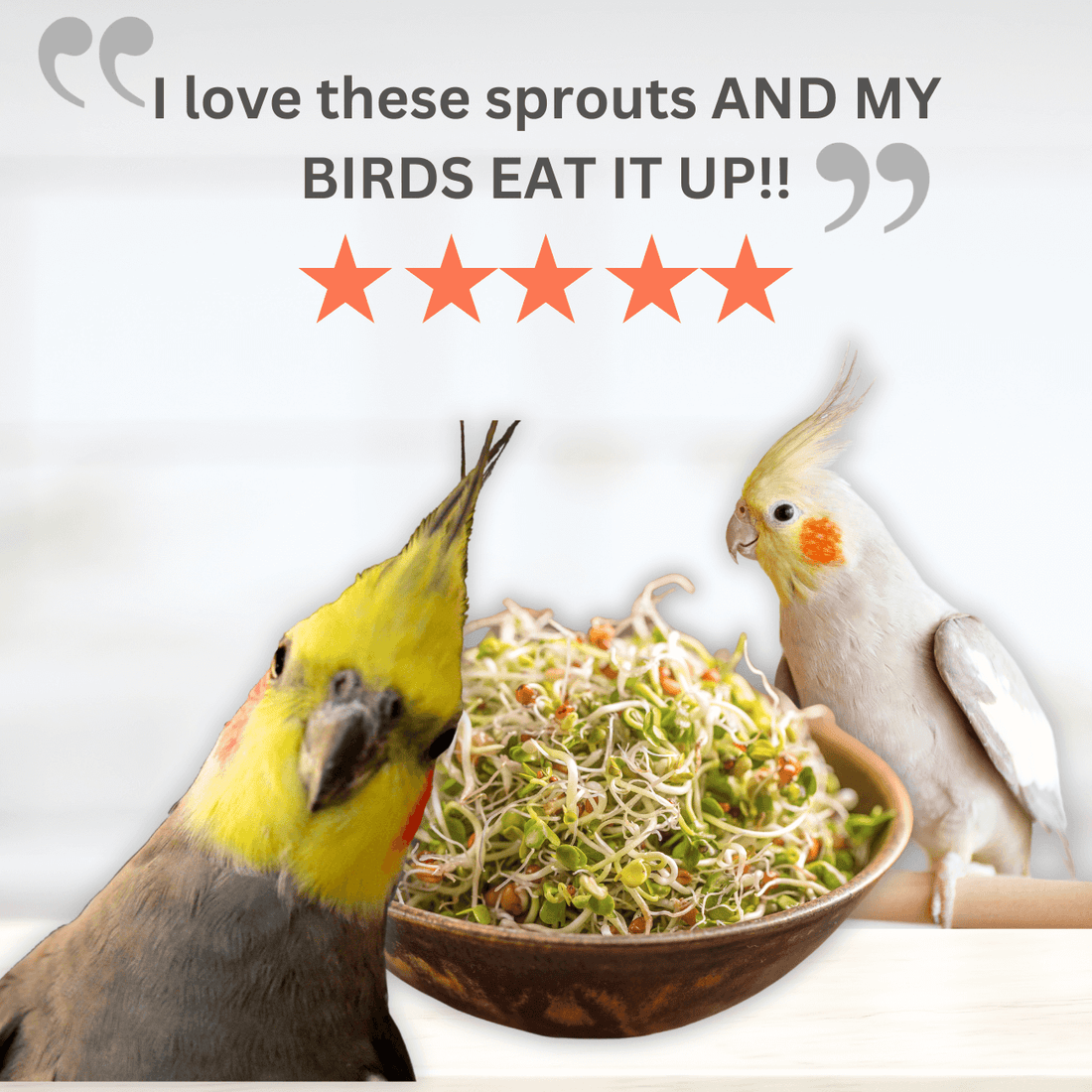 Buy UnRuffledRx Organic Sprouting Seeds For Birds Online