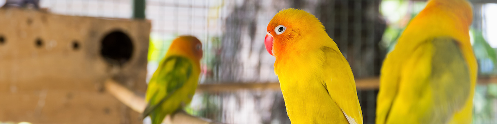 FeatherBrite Bird Light For Day and Night - Night Fright Help