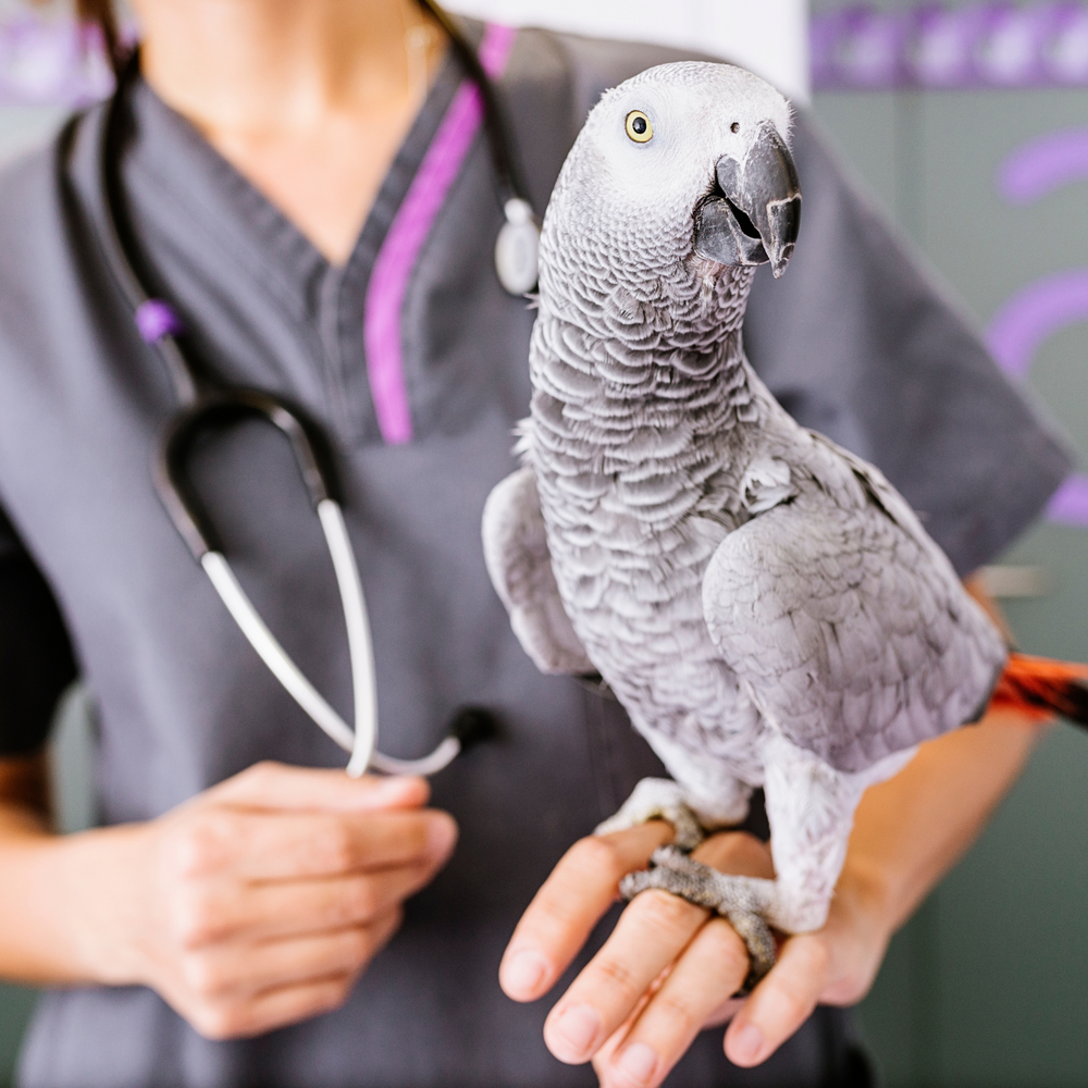 Bird Hormones and How To Tone Them Down
