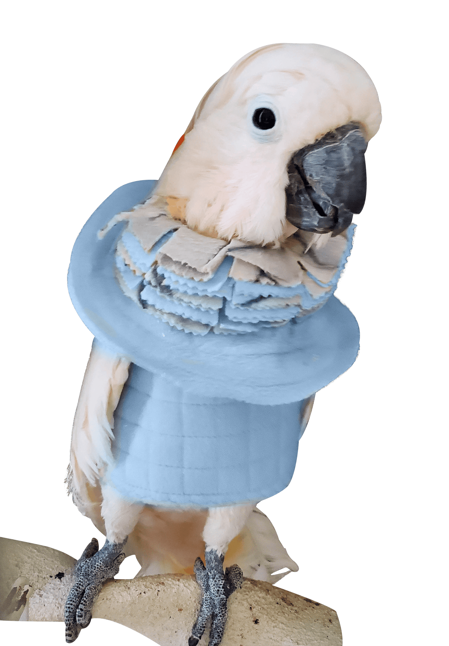 BeakGuard Best Bird Vest for Sale - Comfort & Protection