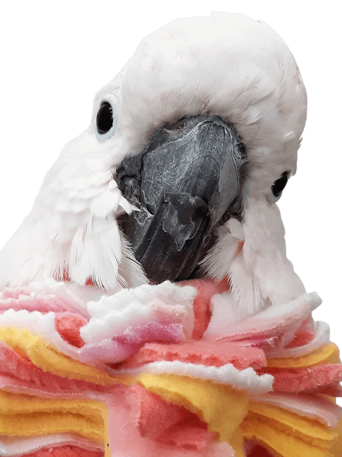 Self Mutilation - BirdSupplies